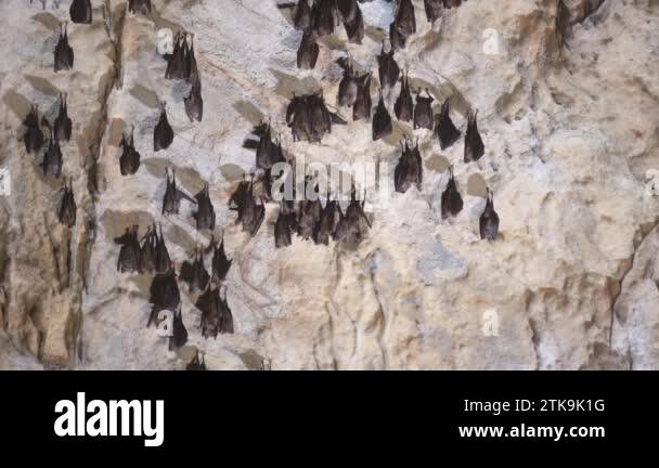 Bats in cave Stock Videos & Footage - HD and 4K Video Clips - Alamy
