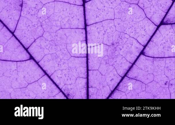 Purple fall foliage Stock Videos & Footage - HD and 4K Video Clips - Alamy