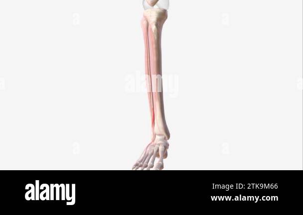 The extensor digitorum longus is a pennate muscle, situated at the ...