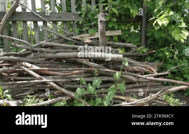 How to cut branches Stock Videos & Footage - HD and 4K Video Clips - Alamy