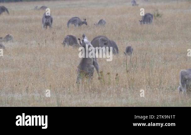 Tom close Stock Videos & Footage - HD and 4K Video Clips - Alamy