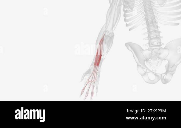 The extensor digitorum muscle is a muscle of the posterior forearm ...