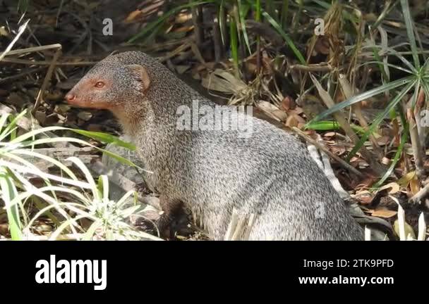 Close up of a Indian gray mongoose , The Indian grey mongoose is a ...