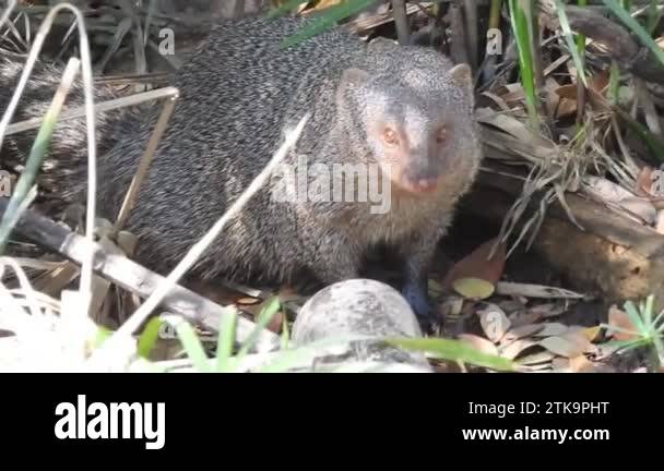 Close up of a Indian gray mongoose , The Indian grey mongoose is a ...