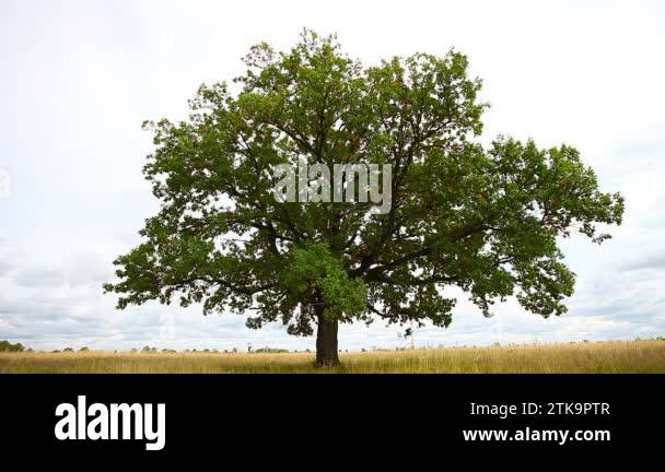 Oak tree hi Stock Videos & Footage - HD and 4K Video Clips - Alamy