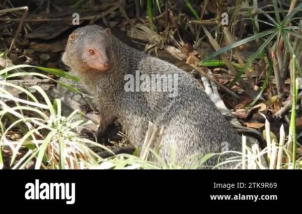 Close up of a Indian gray mongoose , The Indian grey mongoose is a ...