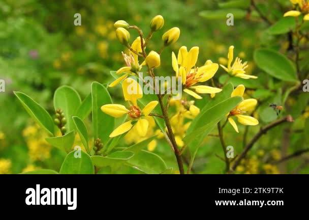 Ruta graveolens yellow flower with isolated green leaves background in ...