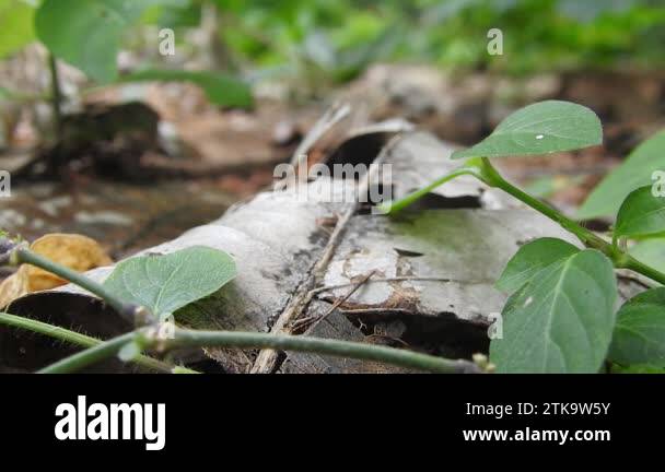 Ant bridge unity team. Ant action standing. Ant bridge unity team ...
