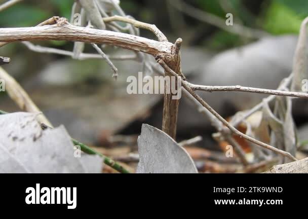 Ant bridge unity team. Ant action standing. Ant bridge unity team ...