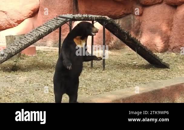 Black Bear mother and three cubs grazing in evening sunlight, Close up ...