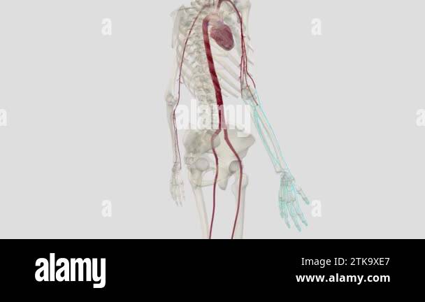 The major arteries of the upper limb are: the subclavian artery, the ...