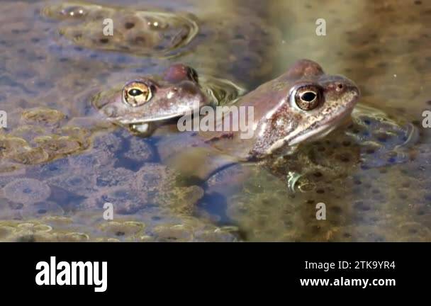 Common frogs in spring Stock Videos & Footage - HD and 4K Video Clips ...