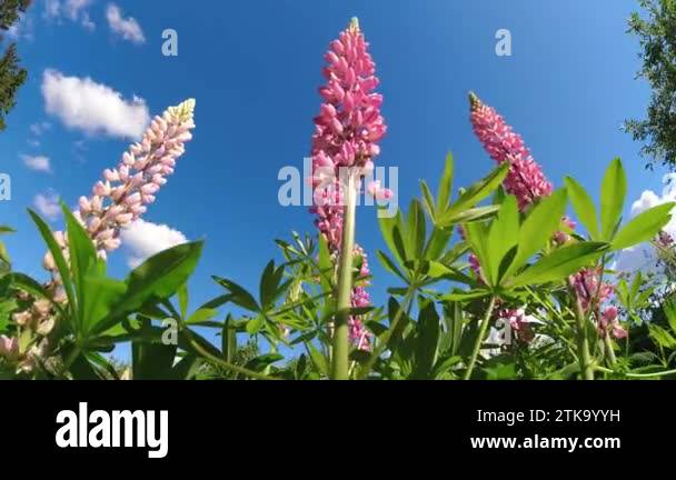 Lupins lupines lupinus perennis Stock Videos & Footage - HD and 4K ...