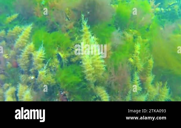Obelia hydroid polyps and green algae on rocks at the bottom in the ...