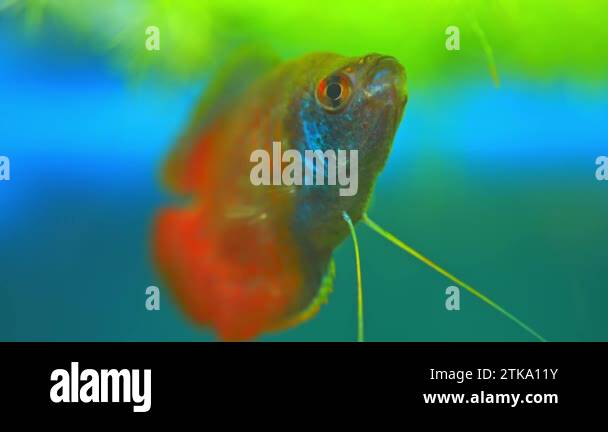 Dwarf gourami fish close up macro slow motion shot. Flame gourami, Red ...