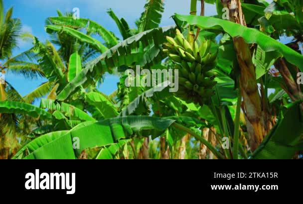Organic banana tree grow in the wild forest. Fruit bunch hanging and ...