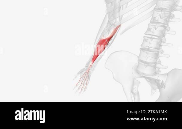 Flexor digitorum superficialis (flexor digitorum sublimis) is an ...