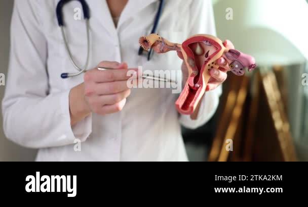 Doctor gynecologist demonstrates model of female reproductive system ...
