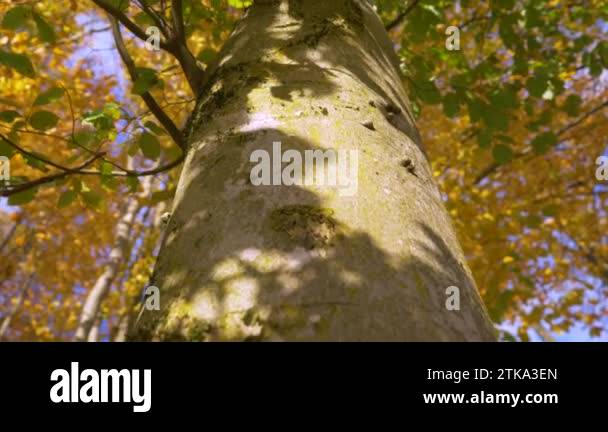 Beech tree fall colors Stock Videos & Footage - HD and 4K Video Clips ...