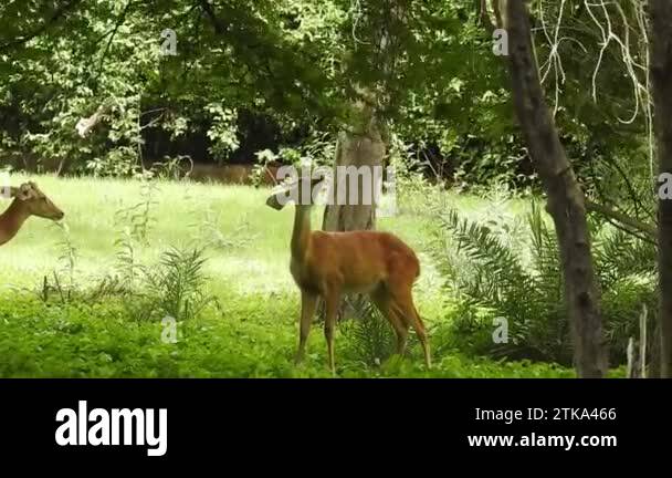 Roe Deer Tree Fallow Deer Forest Animal Red Deer stands on the ground ...