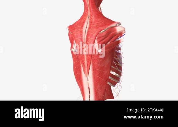 The back is the posterior region of the body that extends from the neck ...