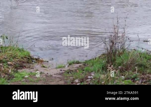 Flooded trees and high tide shore at flooded river bank shows extreme ...