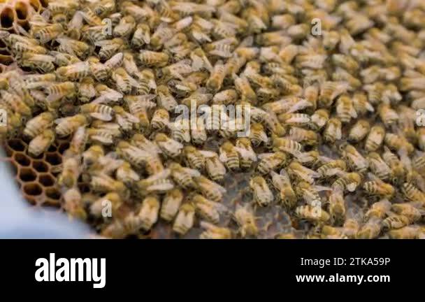 Close up frames bees in a hive frames full of honey and insects. Rich ...
