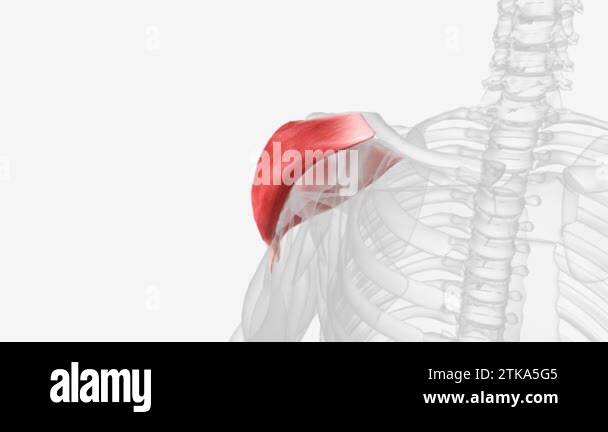Deltoid muscle is a large triangular-shaped muscle that lies over the ...