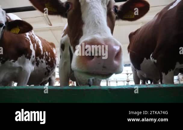 Curious friendly animal looks into camera sniffing it with a big wet ...