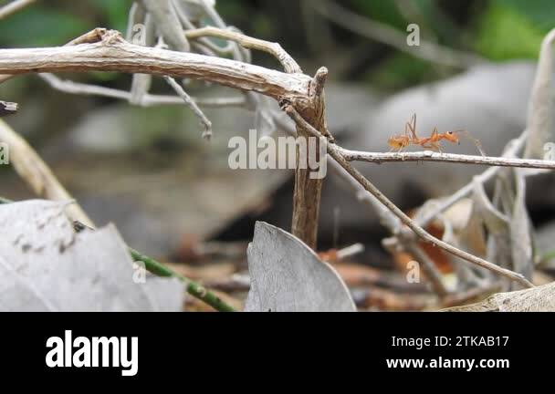 Ant bridge unity team. Ant action standing. Ant bridge unity team ...