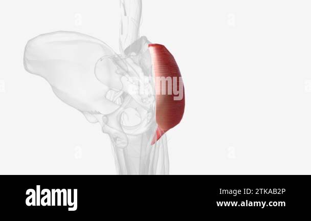 The gluteus maximus is the most superficial and largest of the three ...