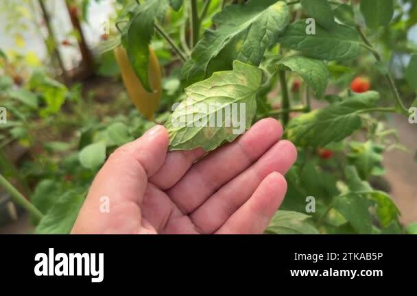 Tomato leaf mold caused by the fungus Passalora fulva or Cladosporium ...