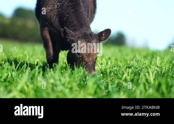 Livestock grazing on pasture and grass in a field on an organic ...