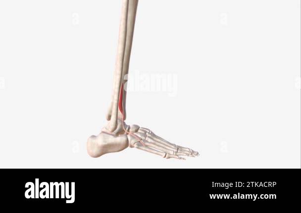 The Extensor hallucis longus (EHL) is a thin muscle, situated between ...