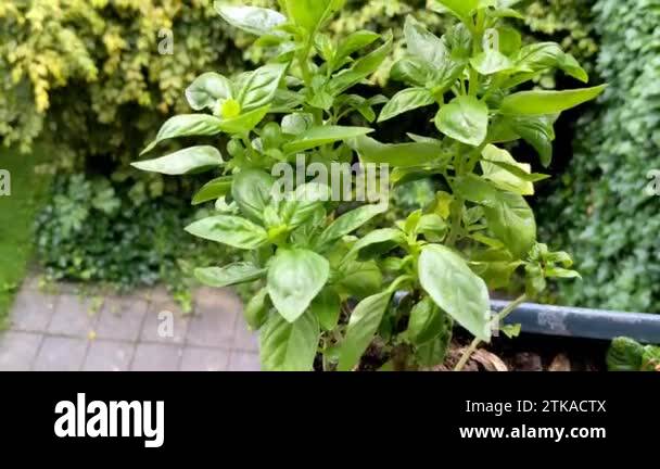 Basil bio Stock Videos & Footage - HD and 4K Video Clips - Alamy
