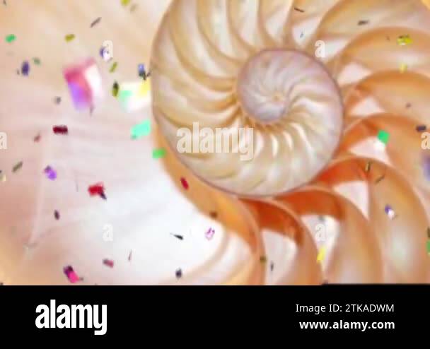 shell fibonacci shell of nautilus shell confetti stock coral Fibonacci ...