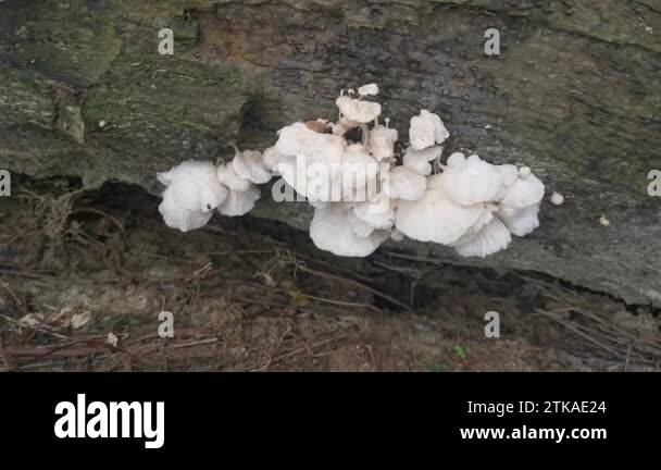 wild funnel fan-shaped mushrooms sprouting from the decaying cluster of ...