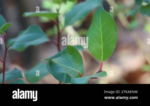Undulate flora Stock Videos & Footage - HD and 4K Video Clips - Alamy