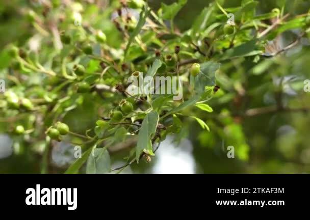 Crataegus monogyna, known as common hawthorn or single-seeded hawthorn ...
