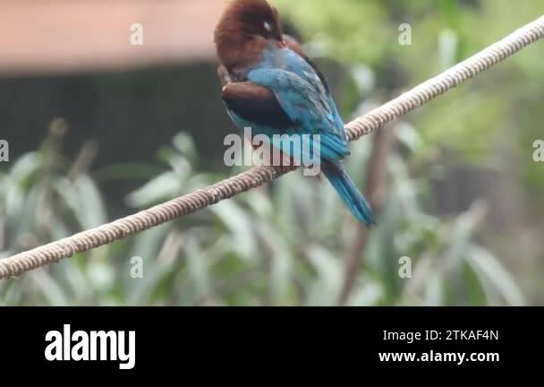 Singing nightingale bird.The common nightingale or simply nightingale ...