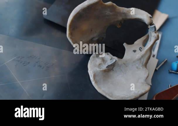 Afarensis Stock Videos & Footage - HD and 4K Video Clips - Alamy