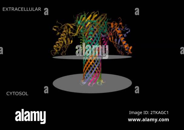The pore structure of Clostridium perfringens epsilon toxin. Animated ...