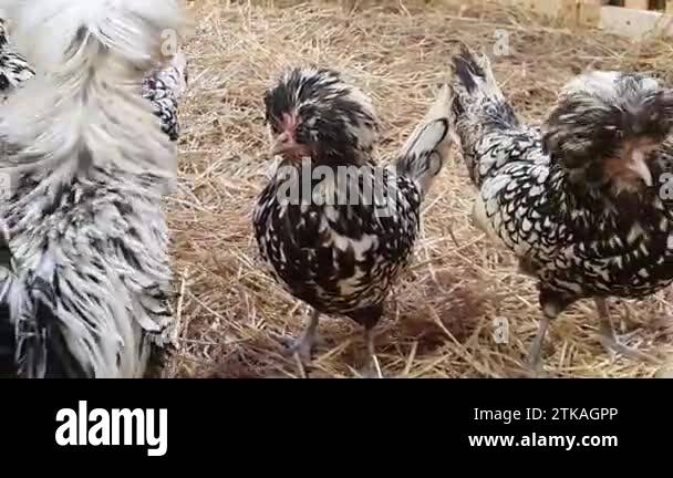 Footage of White Crested Black Polish Chickens walking around, animals ...