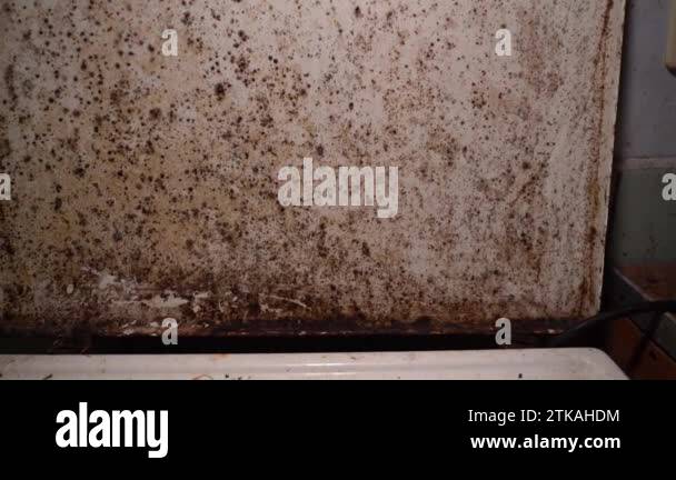 Old electric stove in mouse droppings and mold close-up. Dirt and rat ...