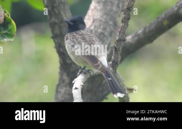 Singing nightingale bird.The common nightingale or simply nightingale ...