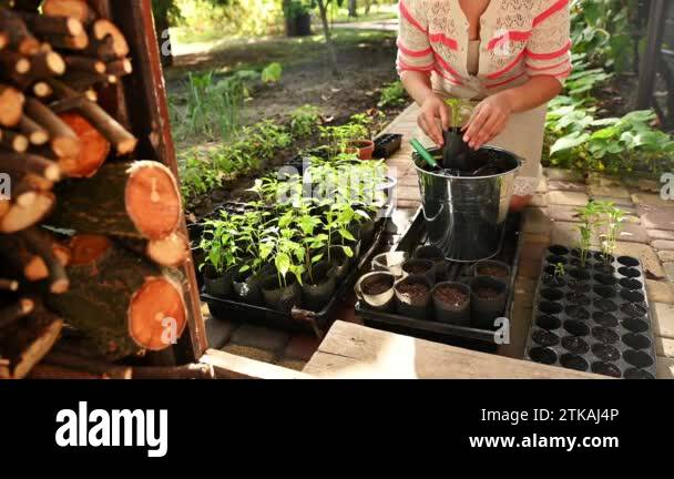Female farmer agronome planting seedlings Stock Videos & Footage - HD ...