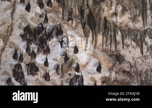 Close-up group of small sleeping horseshoe bats covered by wings, hanging upside down on top of ...