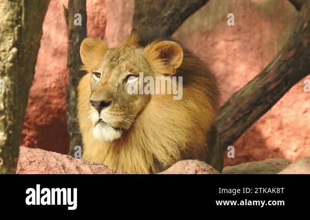 Single lion looking regal standing proudly on a small hill, African ...