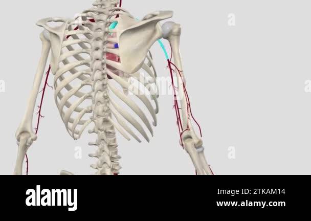 The major arteries of the upper limb are: the subclavian artery, the ...