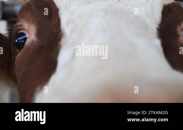 Mammal cattle calf cute eyes Stock Videos & Footage - HD and 4K Video ...